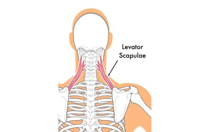 How to Fix Cricks in Your Neck Instantly - hariQ acupuncture